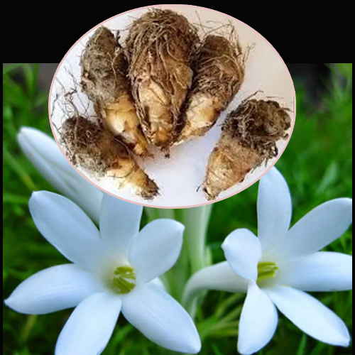 Floriculture Tubers & Bulbs in Delhi | Best Flower Bulbs Suppliers in Delhi